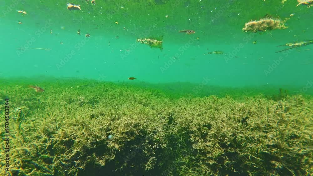 Vidéo Stock Several rare and endangered native fish species, along with ...