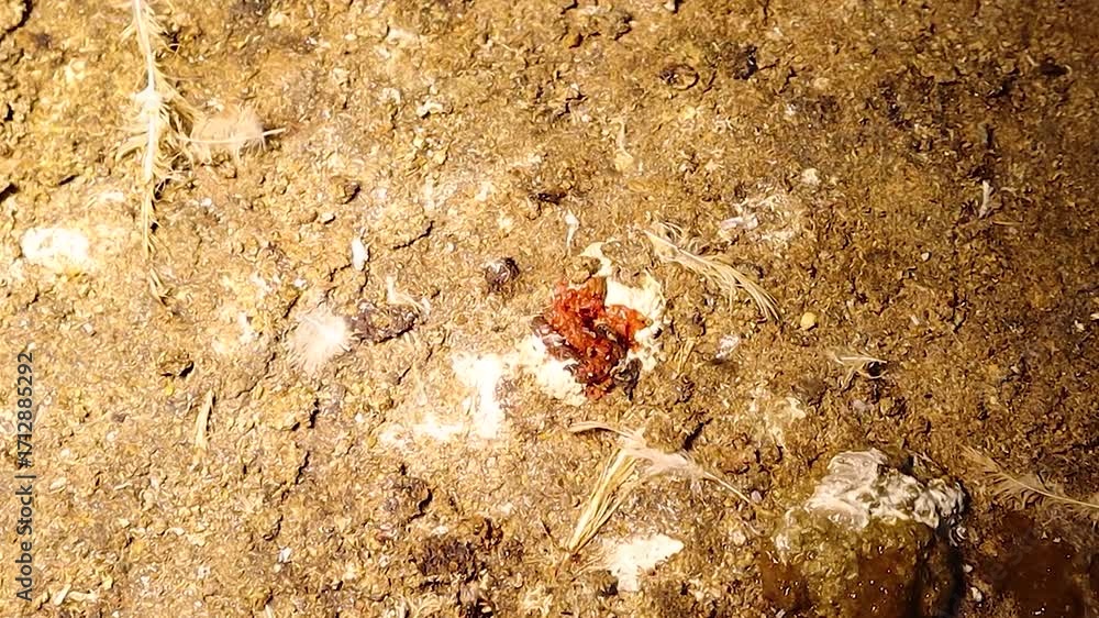 Broiler chicken suffering from coccidiosis, a common parasitic disease ...