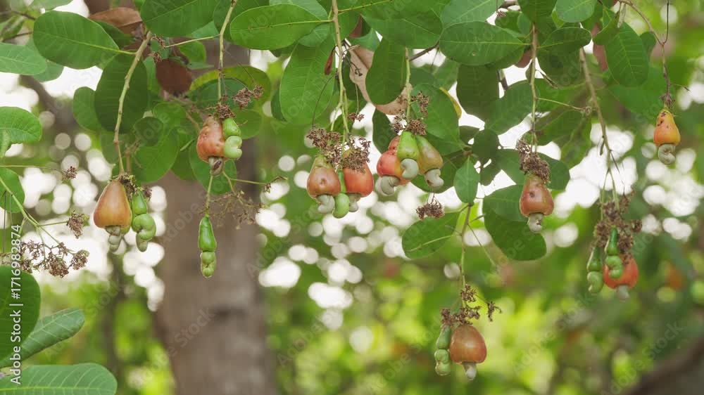 Clusters of cashew apples with attached raw nuts on tree branches ...