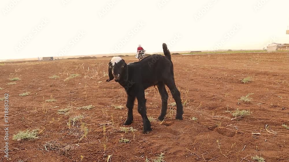 Newborn goat kid showing selenium and vitamin E deficiency with tremors ...