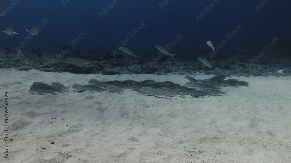 A school of goatfish rests quietly on the sandy seabed of Mauritius ...