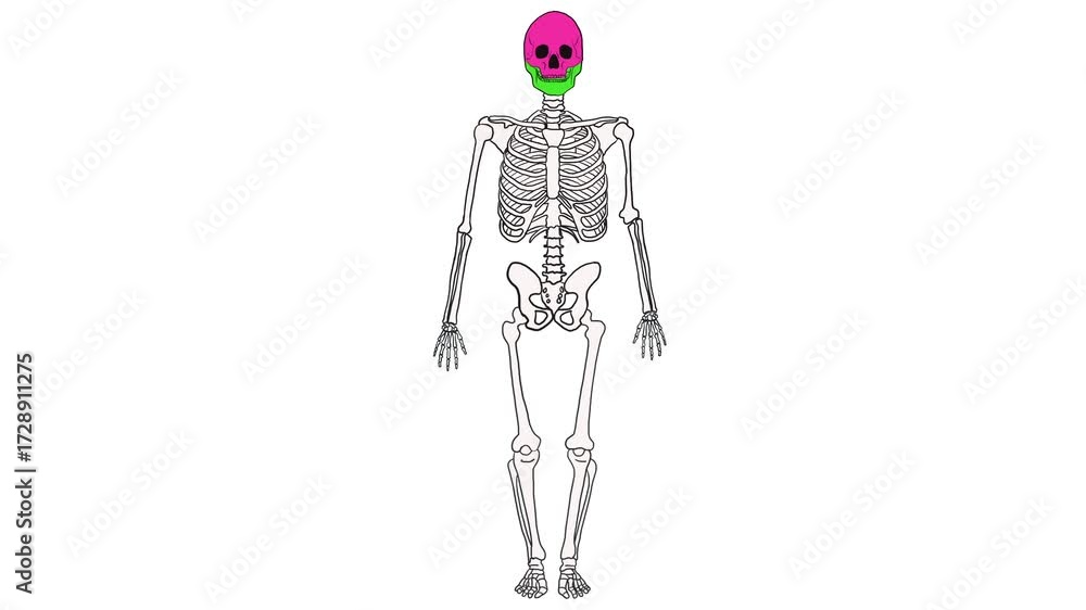 Hand drawn animation highlighting human skeleton bones in different colors to show types for ...