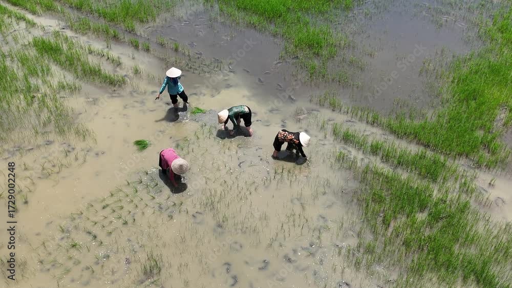 A series of drone clips showing farmers wearing conical hats and ...