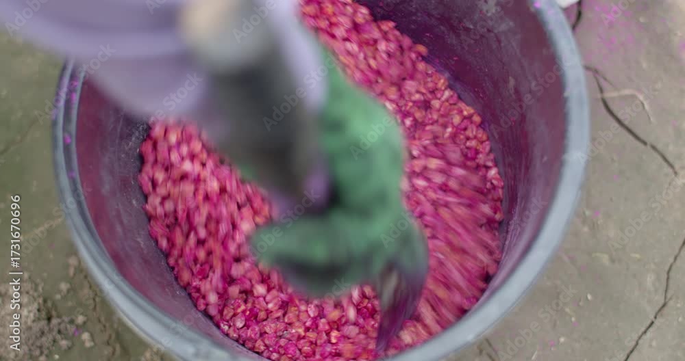 Mixing medicine with corn pellets before planting is a method of ...