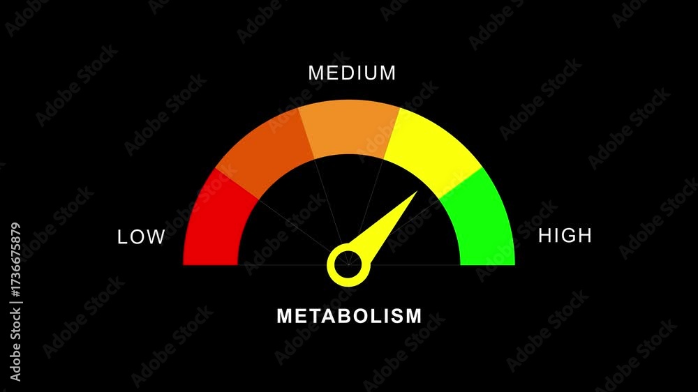 metabolism Level Measuring animation.4K motion animation on a ...