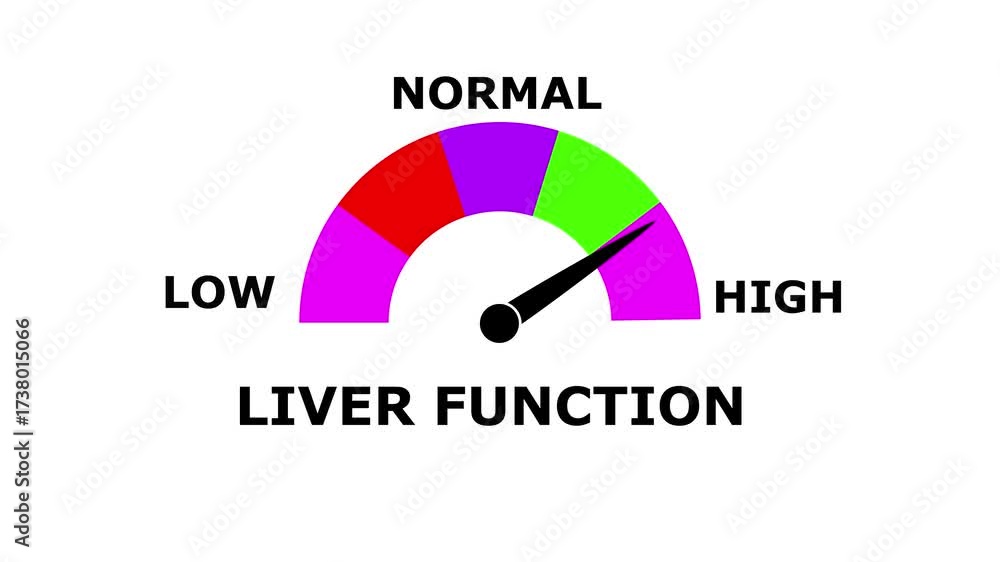 Liver function Meter Animation.Measuring Liver function from Low to ...