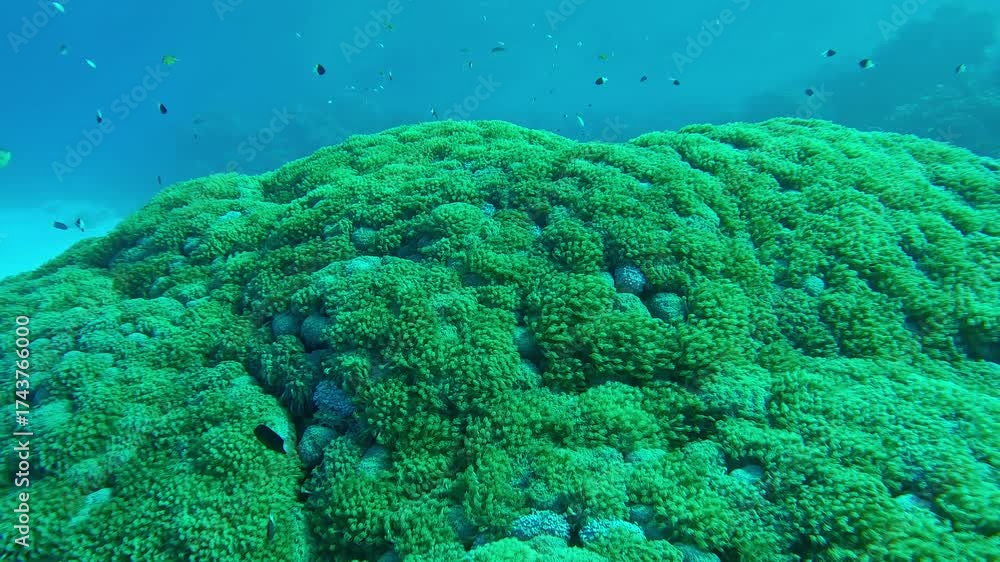 Camera moves forward over giant colony of Flowerpot corals on coral ...