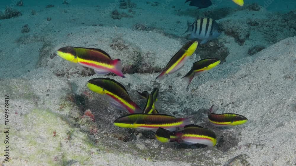 Cortez rainbow wrasses (Thalassoma lucasanum) eating and destroying a ...