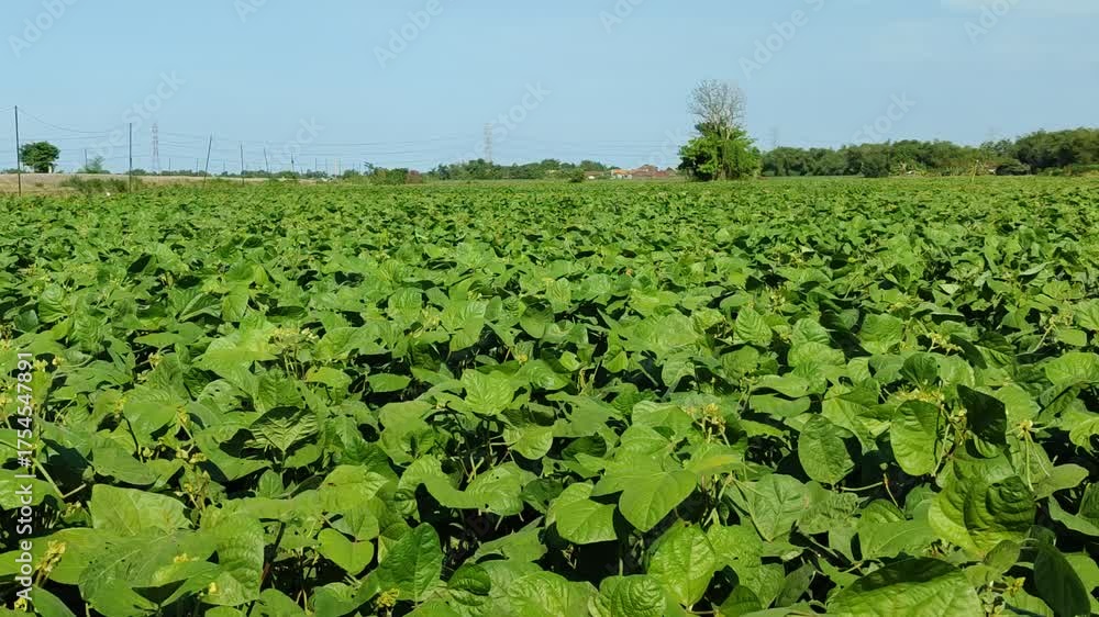 Mung bean planting on farmland, showing early crop growth. Suitable for ...