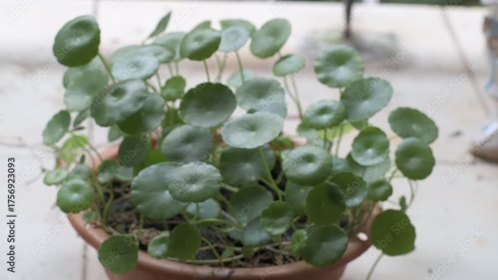 chinese coin plant 'pilea peperomioides' with smooth round green leaves ...