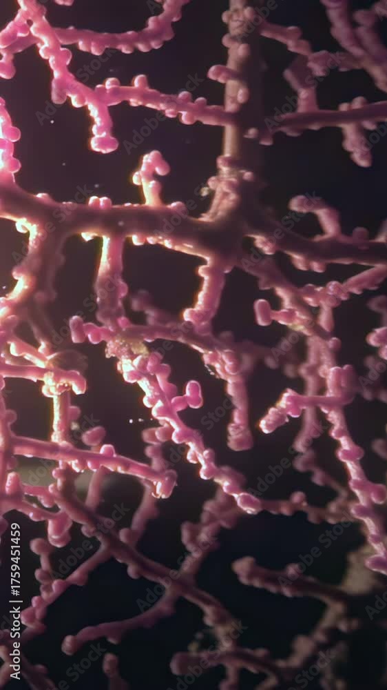 Glimpse into an underwater world of pink gorgonian sea fans swaying ...