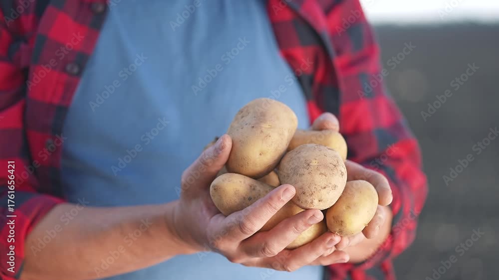 Farmer palms lift potato harvest from rich dark soil, each fresh potato ...
