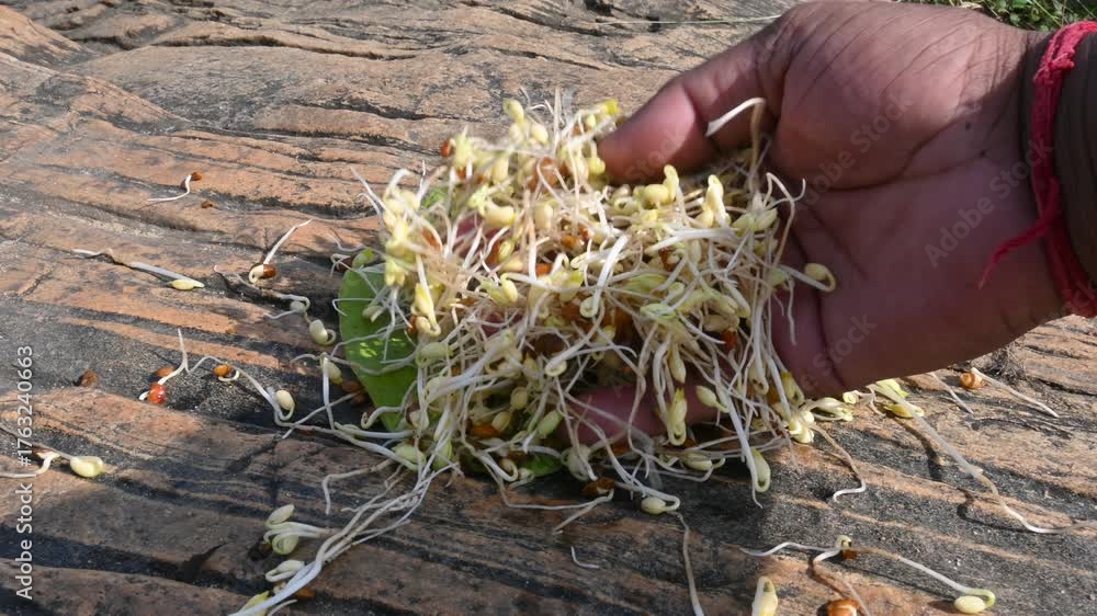 Sprouted Macrotyloma uniflorum. Its common names horse gram, kulthi ...