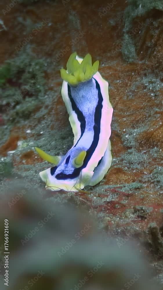 Chromodoris annae, Anna's magnificent sea slug, explores the coral ...