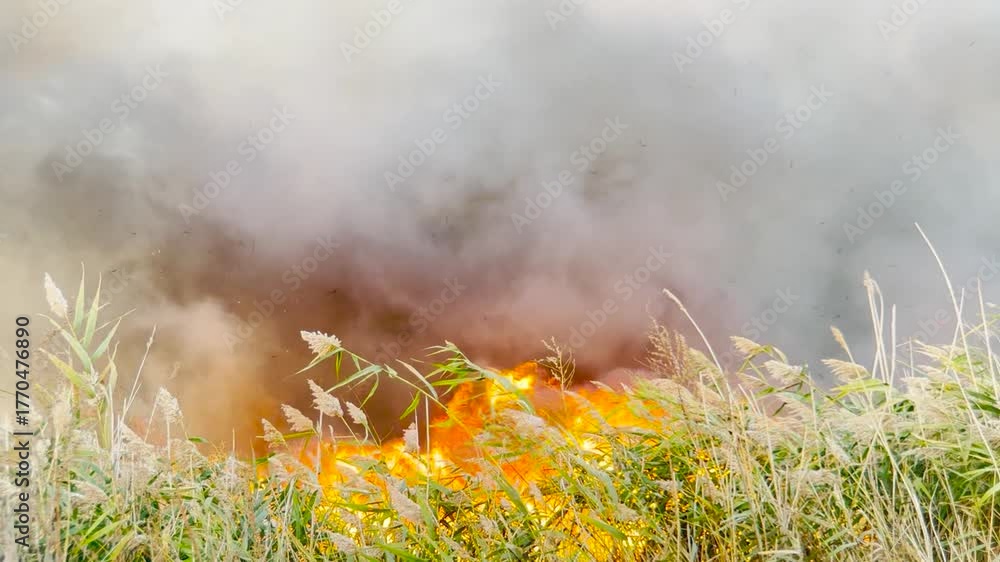 Ferocious wildfire consuming the field, dangerous flames burning ...