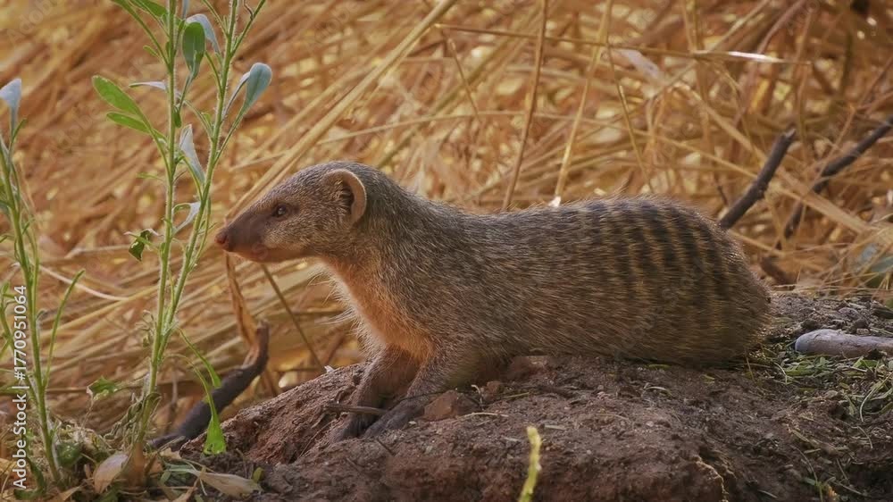 Vidéo Stock Zebra Banded mongoose Mungos mungo big family troop play ...