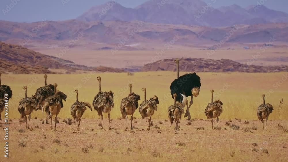 Common Ostrich - Struthio camelus huge flightless bird native to Africa ...