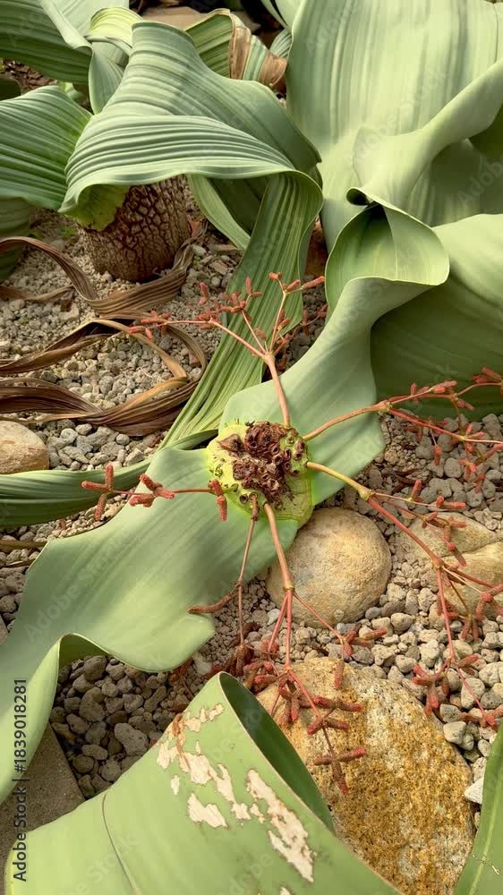 Welwitschia mirabilis has several common names, most notably ...