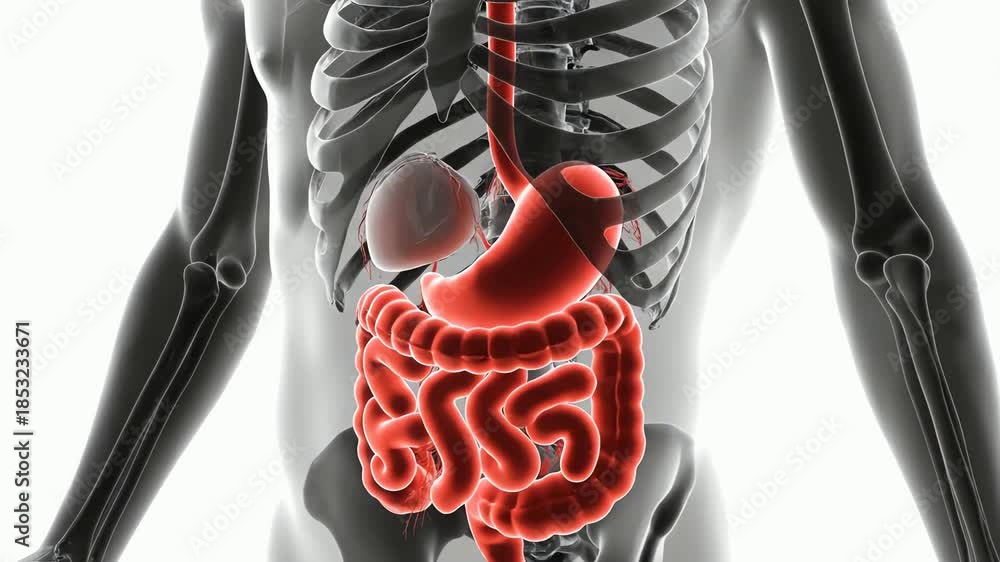 Medical Animation of the Human Digestive System in an X-Ray View ...