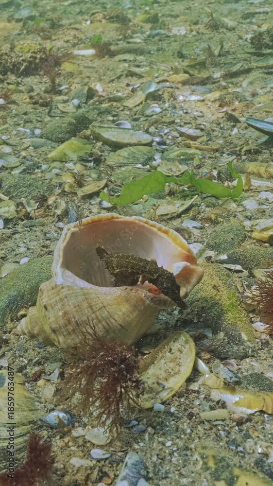 Seahorse fish swims out from inside large seashell of Veined rapa whelk ...