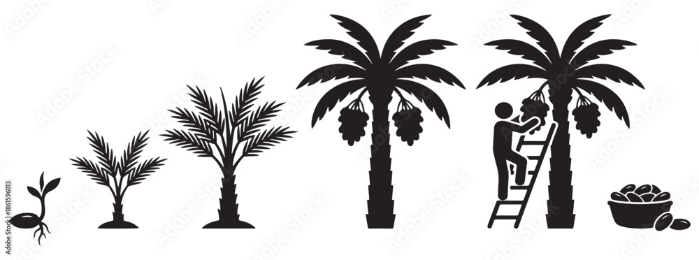 Poster Illustration showing the life cycle of a date palm tree from ...