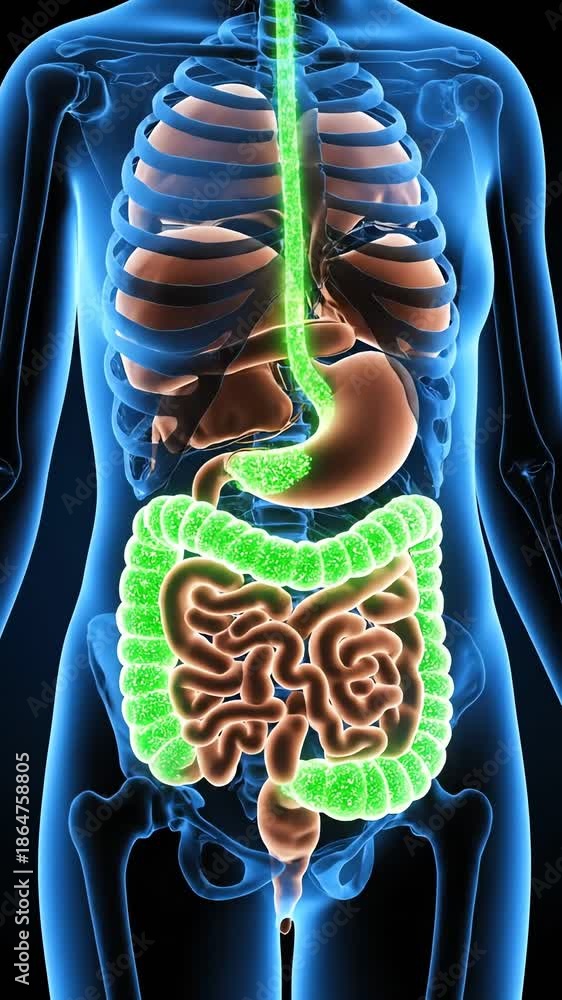 3D Medical Animation of Human Digestive System with Glowing Green ...