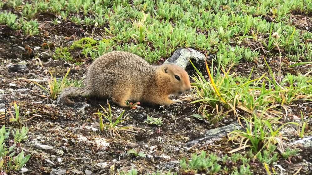Ground squirrel eating in Denali National park in Alaska Stock ビデオ ...
