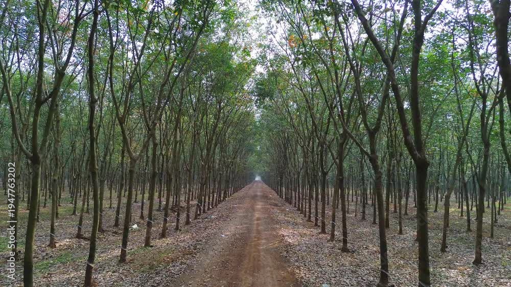 drone flythrough through symmetrical rows of rubber trees in a rubber ...
