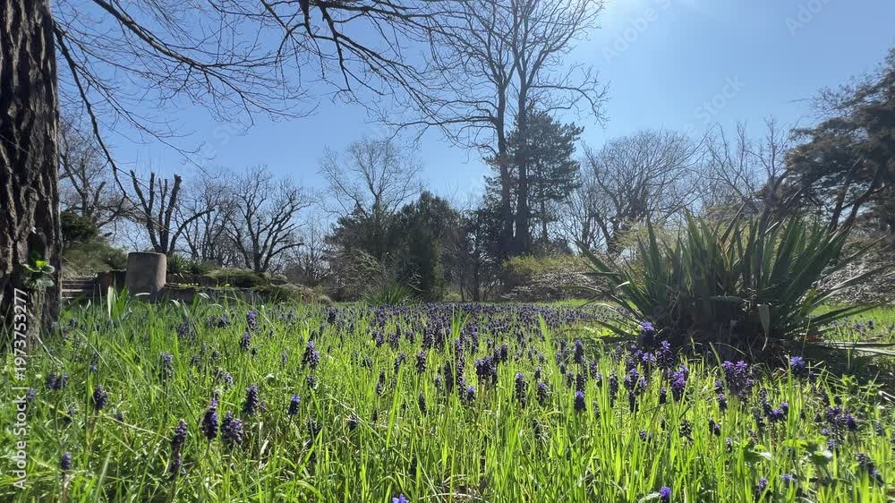 Blooming muscari in a spring park. Stock ビデオ | Adobe Stock