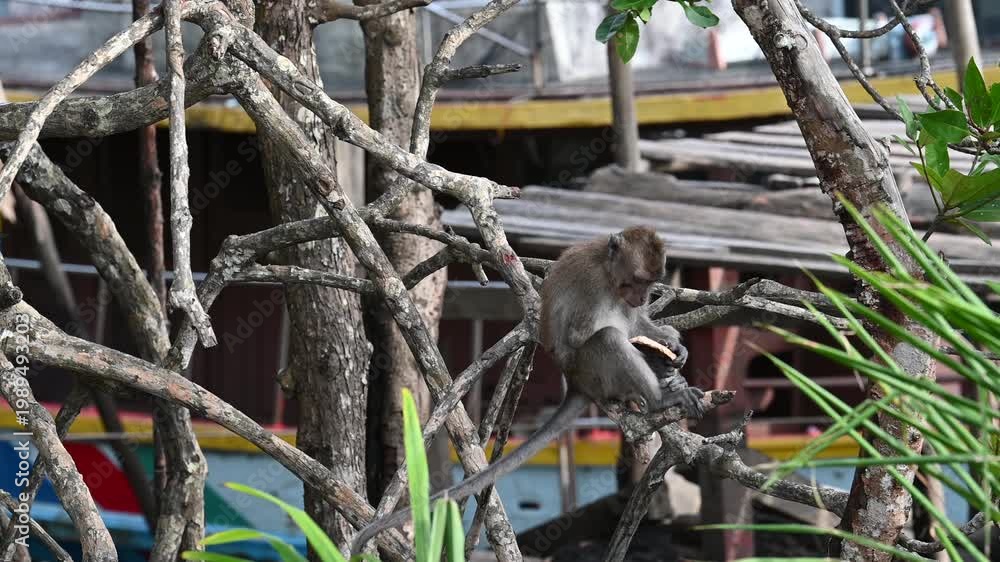 Monkey eating food while sitting on mangrove branches Krabi Stock Video ...