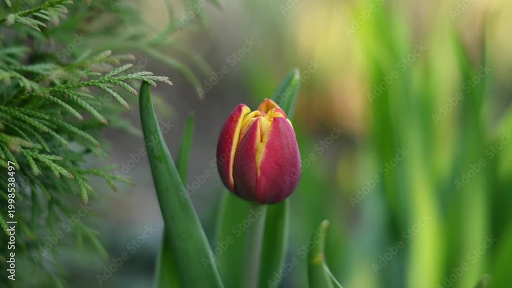 Close-up video of a red and yellow tulip bud slowly beginning to open ...