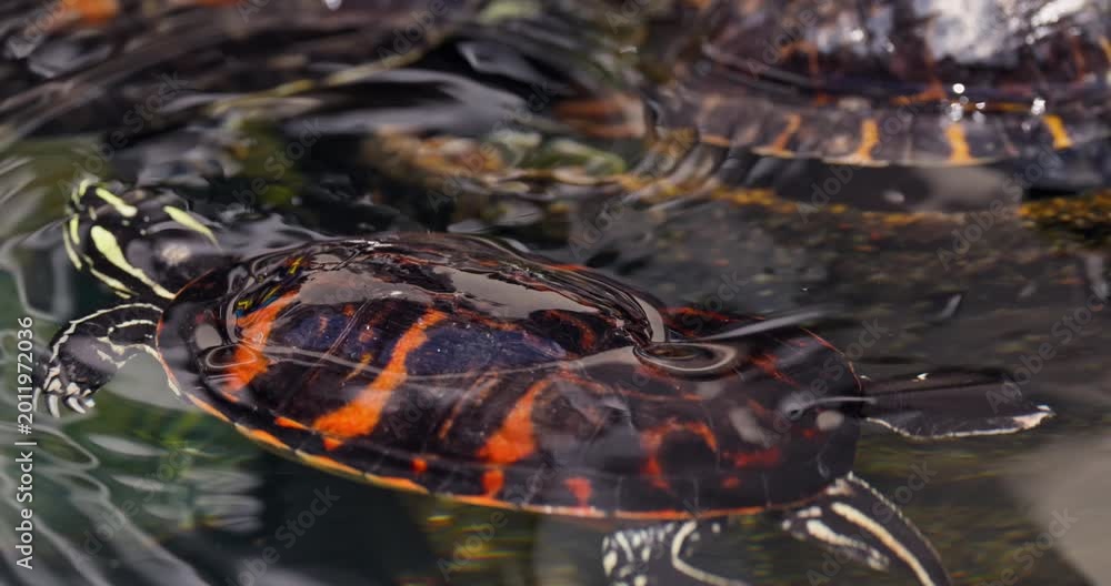 Red-eared slider turtle swimming in lake water with other turtles video ...