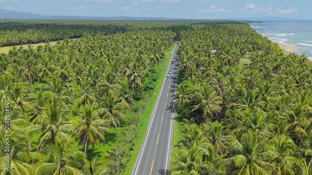 Cars driving on scenic road through vast coconut palm tree forest near ...