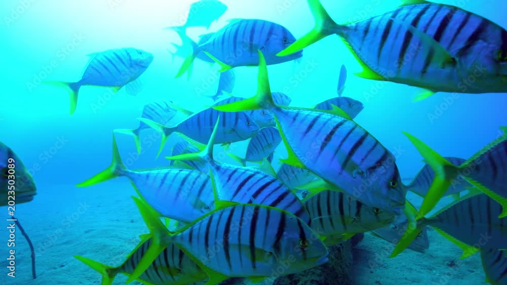 School of blue and yellow striped fish swimming in a tropical coral ...