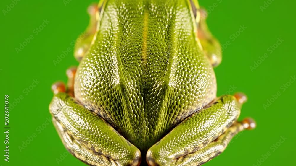 Macro Close-Up Of A Green Frog Against A Vibrant Green Background ...