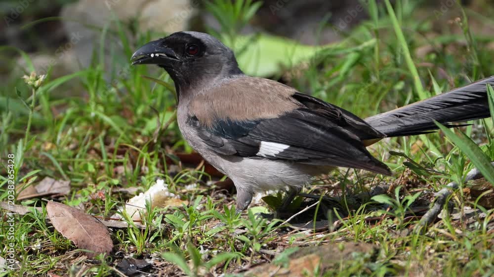 Rufous Treepie Foraging on Grass in Natural Outdoor Habitat Stock ビデオ ...