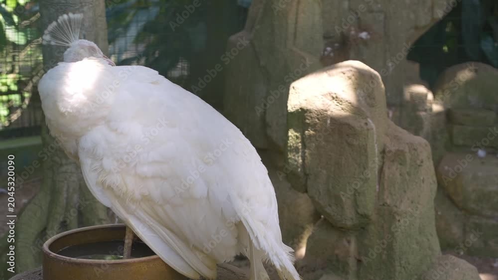 bird preening time, rare indian peafowl cleaning its inner wings ...
