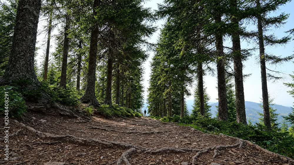 Solo person hiking on a rooted forest trail under a clear sky, tall ...