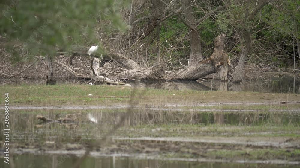 Two White Egret Birds in Swamp with One Perched and One Wading. One ...