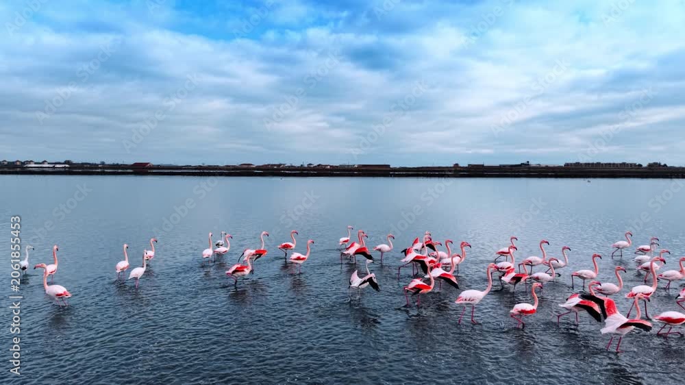 Flamingos spreading wings in shallow water. Pink and black plumage ...