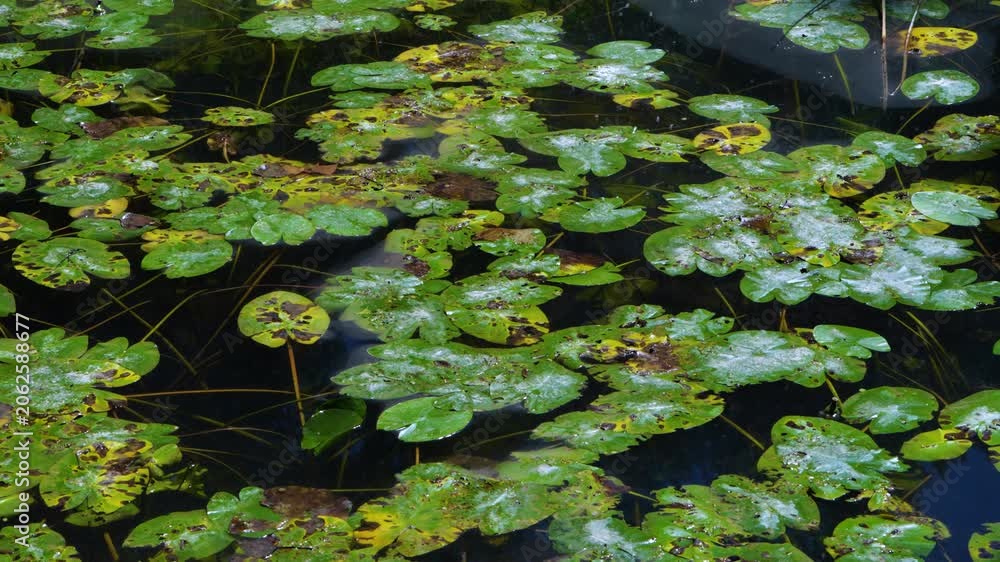 Water lilies in the Lobos River. Lobos River Canyon Natural Park, Burgo ...